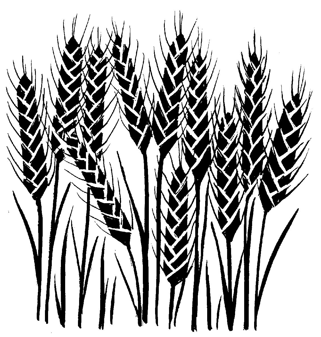 16th Sunday in Ordinary Time (A) - Christ The King & Holy Cross